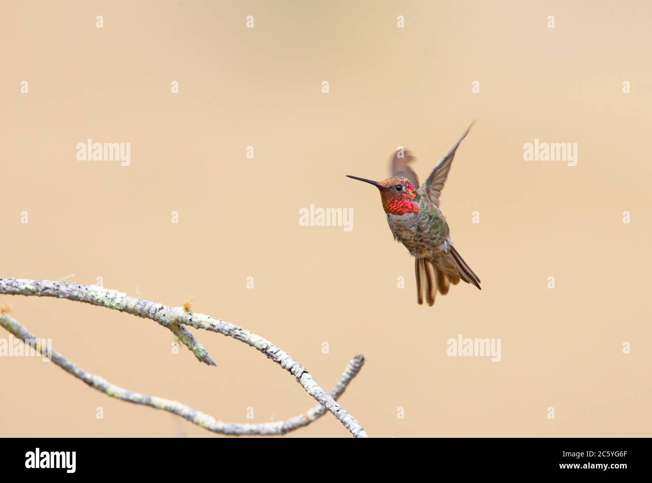 Anna's Hummingbird Gorget Red in Flight Stock Photo - Alamy