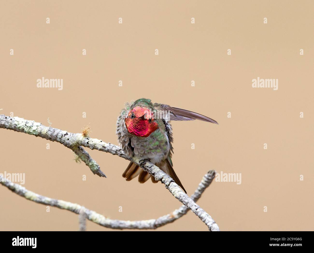 Anna's Hummingbird Gorget Red Looking Angry Stock Photo - Alamy