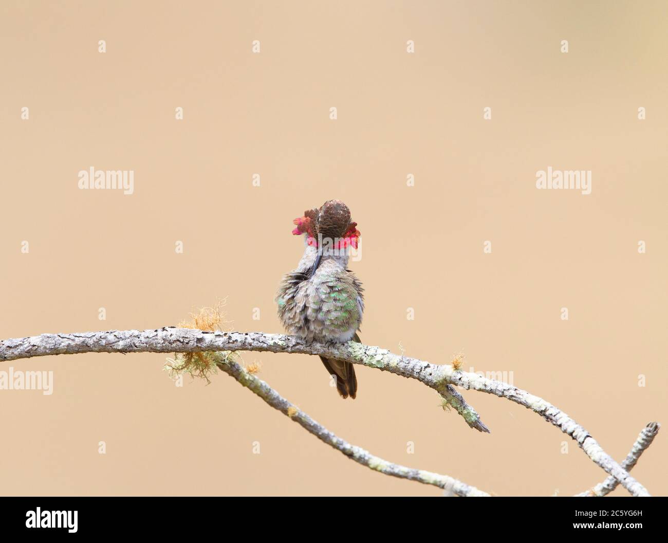 Hummingbird gorget hi-res stock photography and images - Alamy