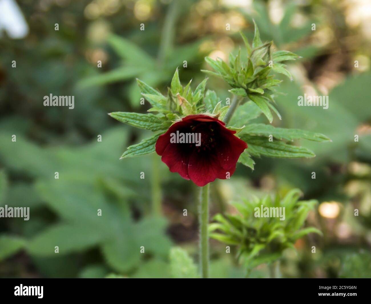 Velvet Flower High Resolution Stock Photography and Images - Alamy