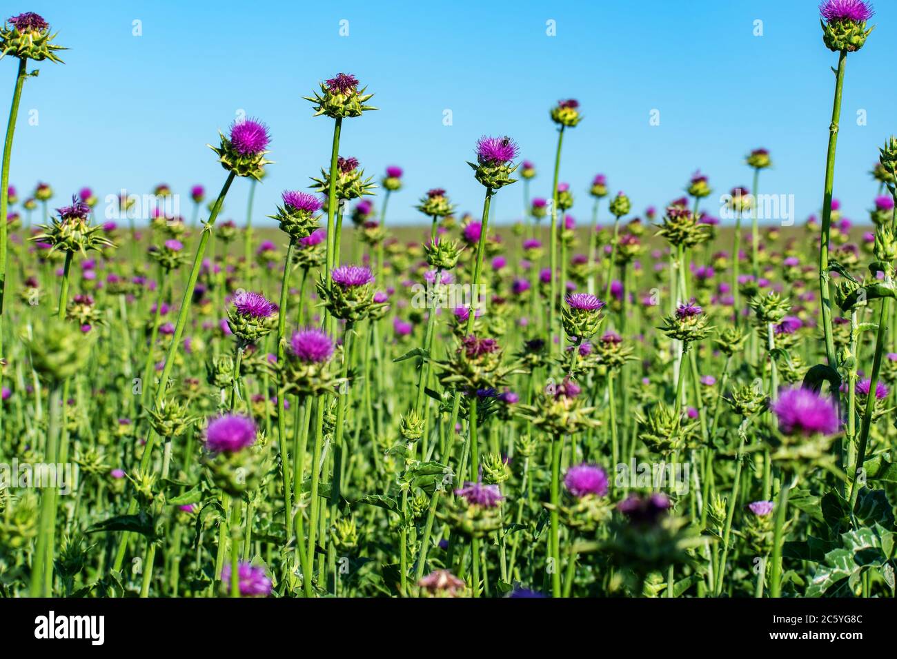 Thistle blooms in the field. the farmer grows a medicinal plant Stock ...