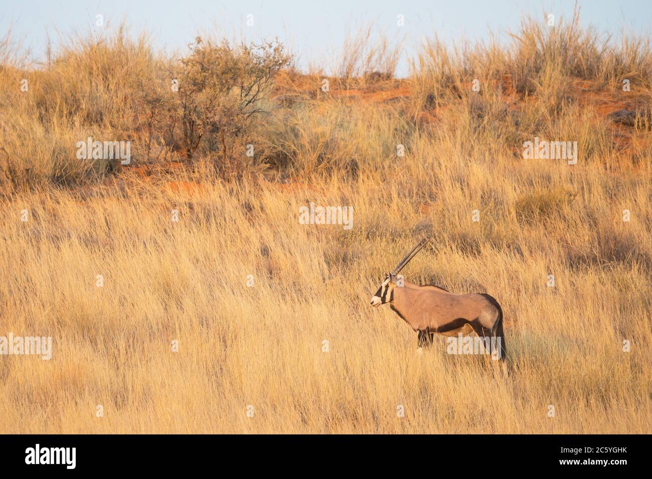 A gemsbok on a dune in the Kgalagadi Transfrontier Park, situated in ...