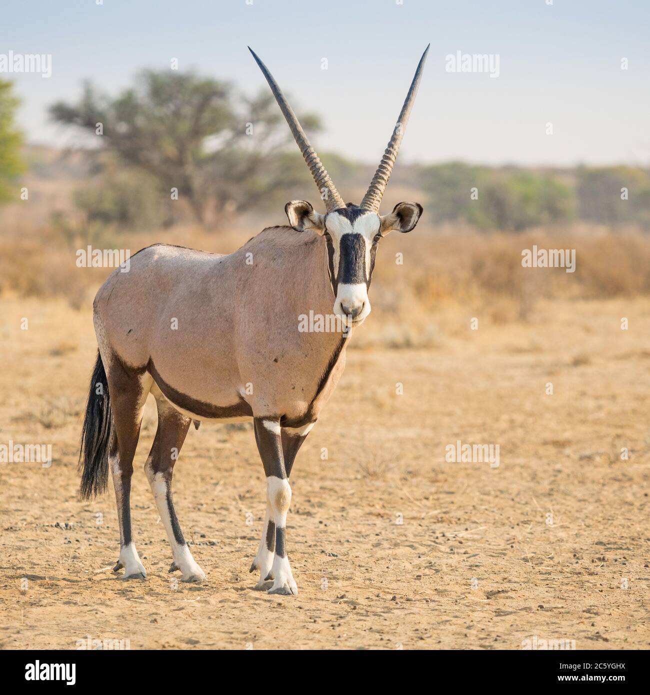 A Gemsbok in the Kgalagadi Transfrontier Park, situated in the Kalahari ...