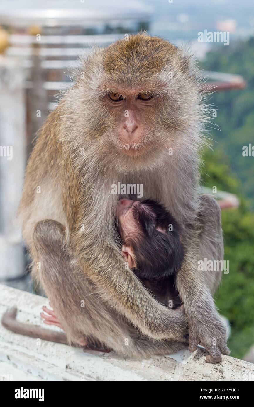 female monkeys , mom with his baby breastfeeding Stock Photo - Alamy