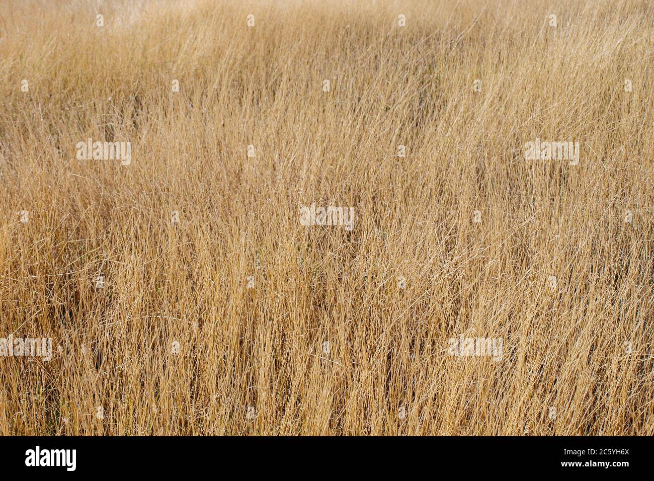 Dry Grass Field Background
