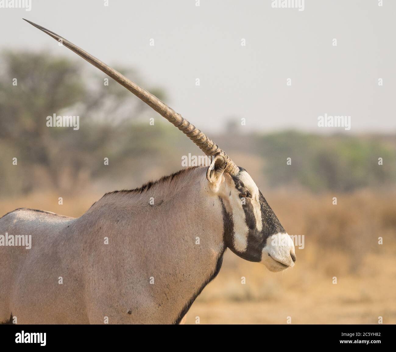 Portrait of a Gemsbok in the Kgalagadi Transfrontier Park, situated in ...