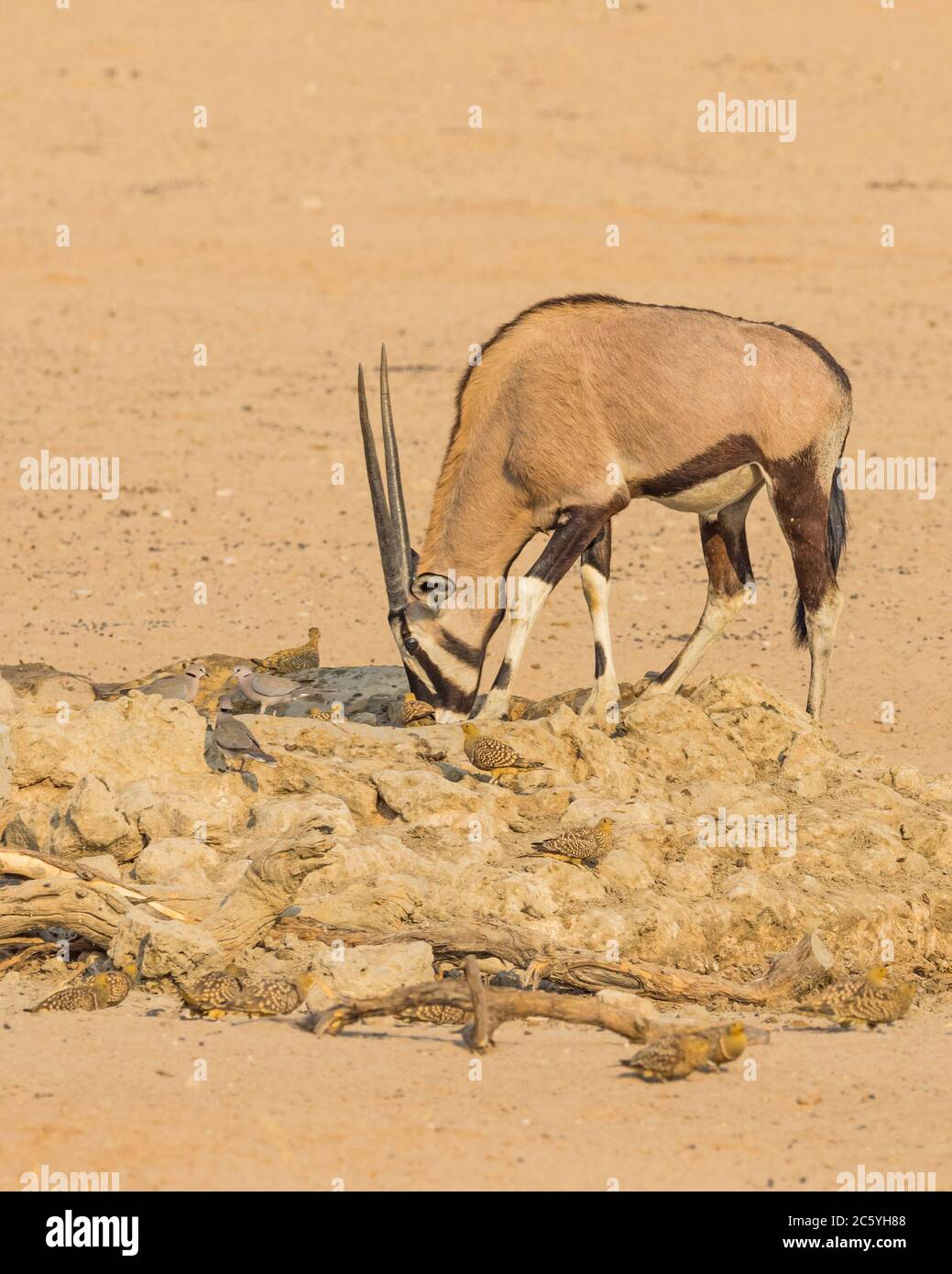 A Gemsbok at a waterhole in the Kgalagadi Transfrontier Park, in the ...