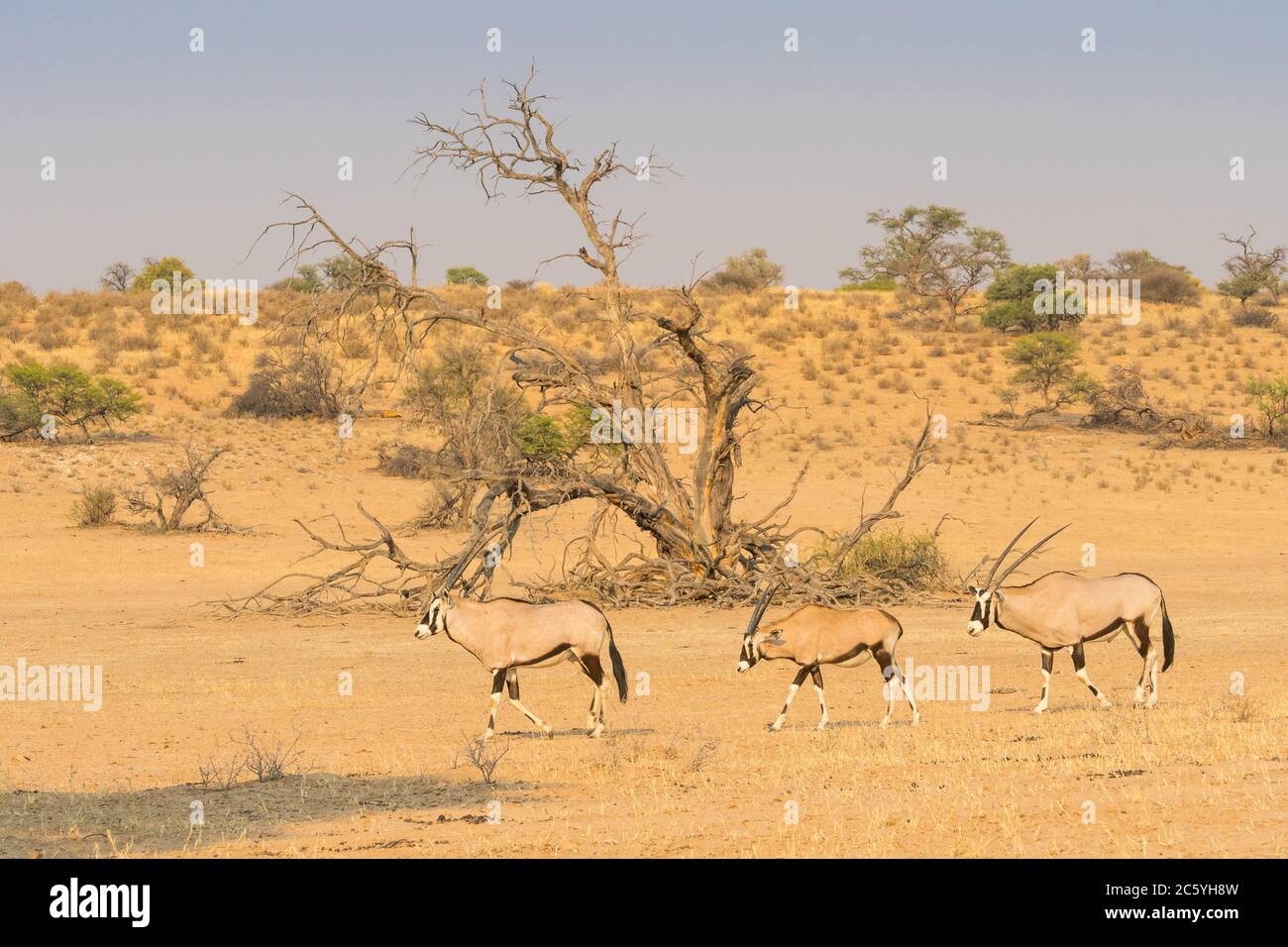 Kalahari gemsbok national park tree hi-res stock photography and images ...