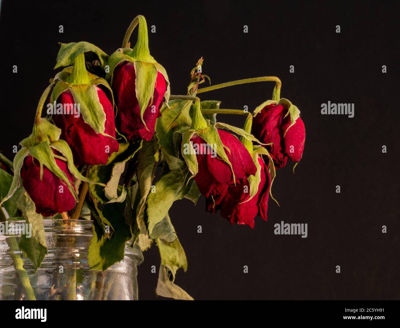 Withered roses on a dark background Stock Photo - Alamy