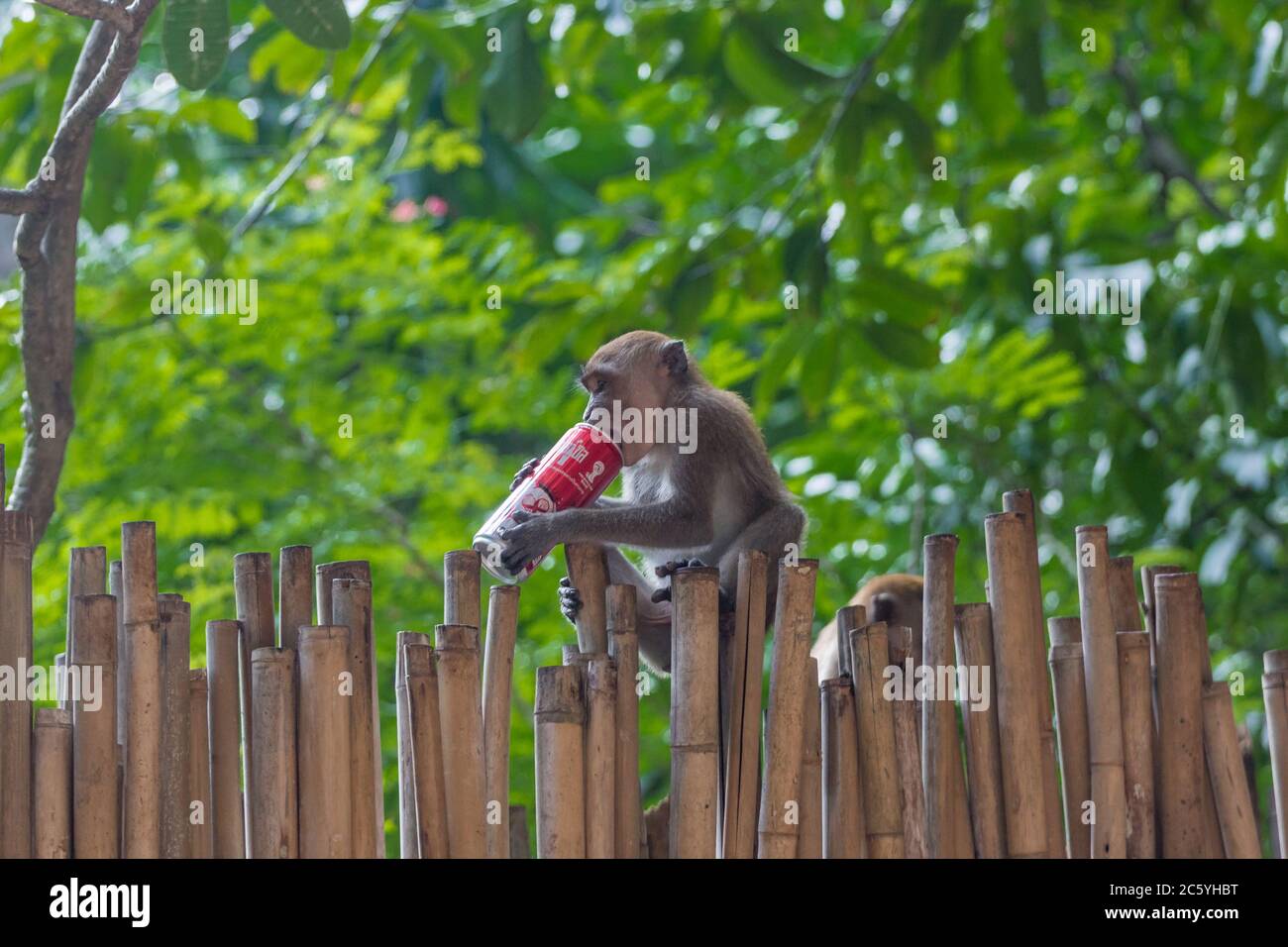 Krabi, Thailand - July 15, 2014: Monkey with red Coca-cola can Stock ...