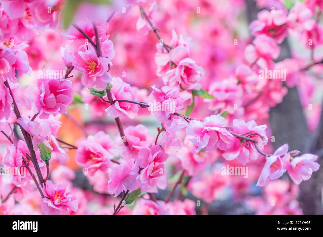 Ume wallpaper hi-res stock photography and images - Alamy