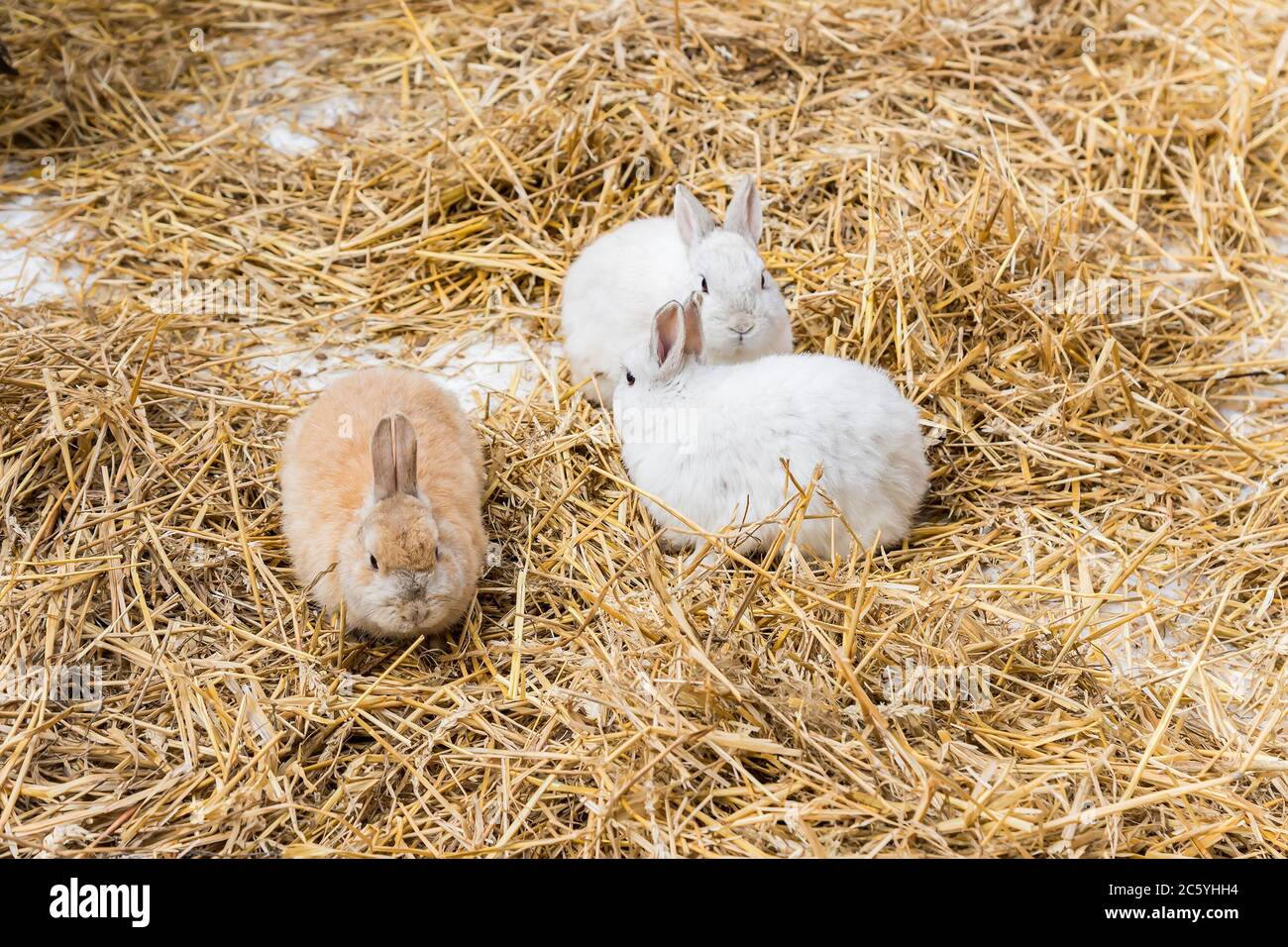 Cute fluffy rabbits on hi-res stock photography and images - Alamy