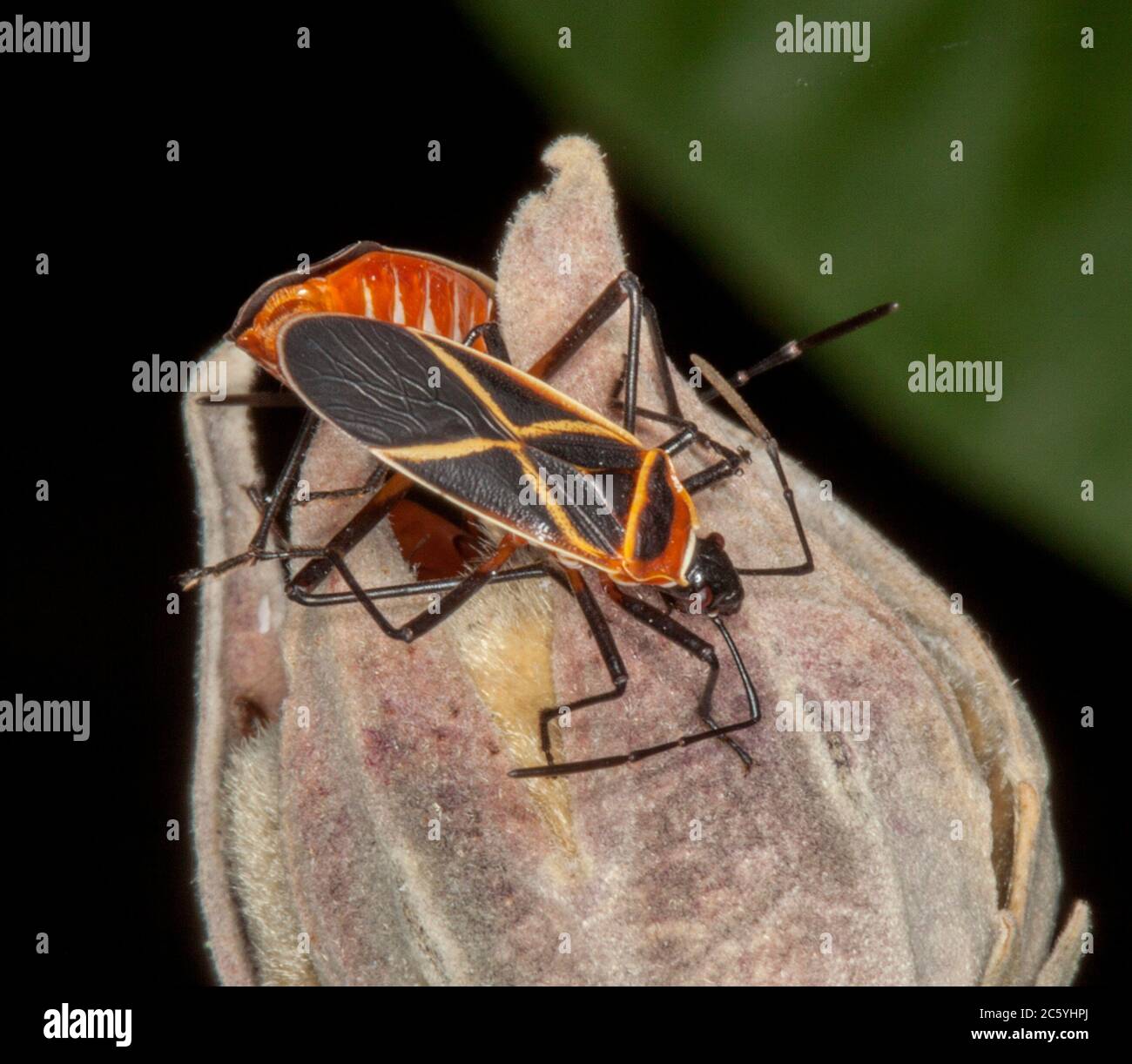 Dysdercus High Resolution Stock Photography and Images - Alamy