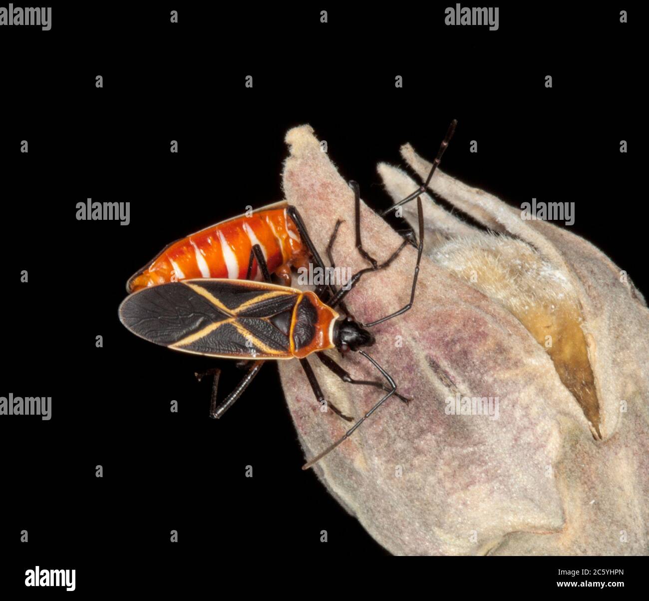 Bugs mating insect hi-res stock photography and images - Alamy