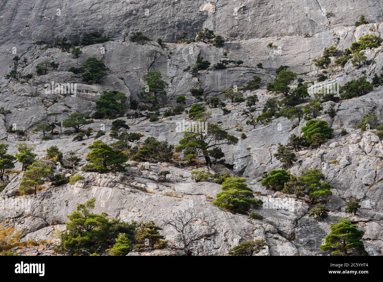 Small trees grow on mountain cliffs. Colorful landscape. Nature ...