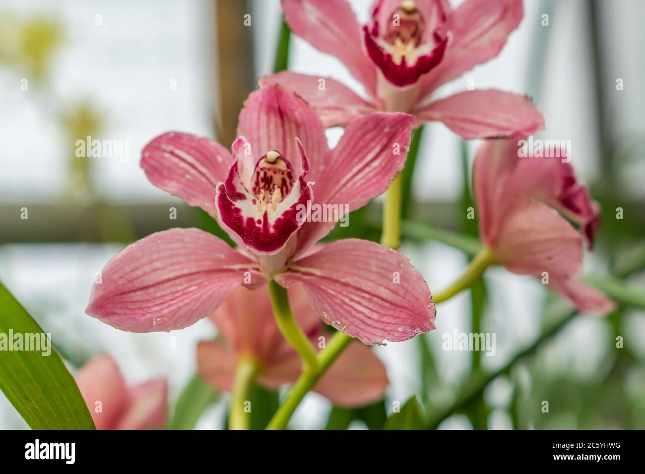 brunch of pink exotic orchid flower closeup Stock Photo - Alamy