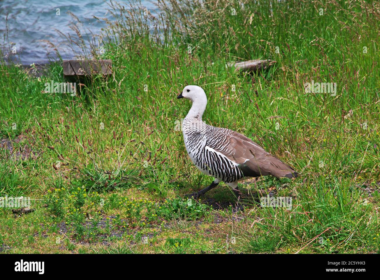 The bird in Torres del Paine National Park, Patagonia, Chile Stock ...