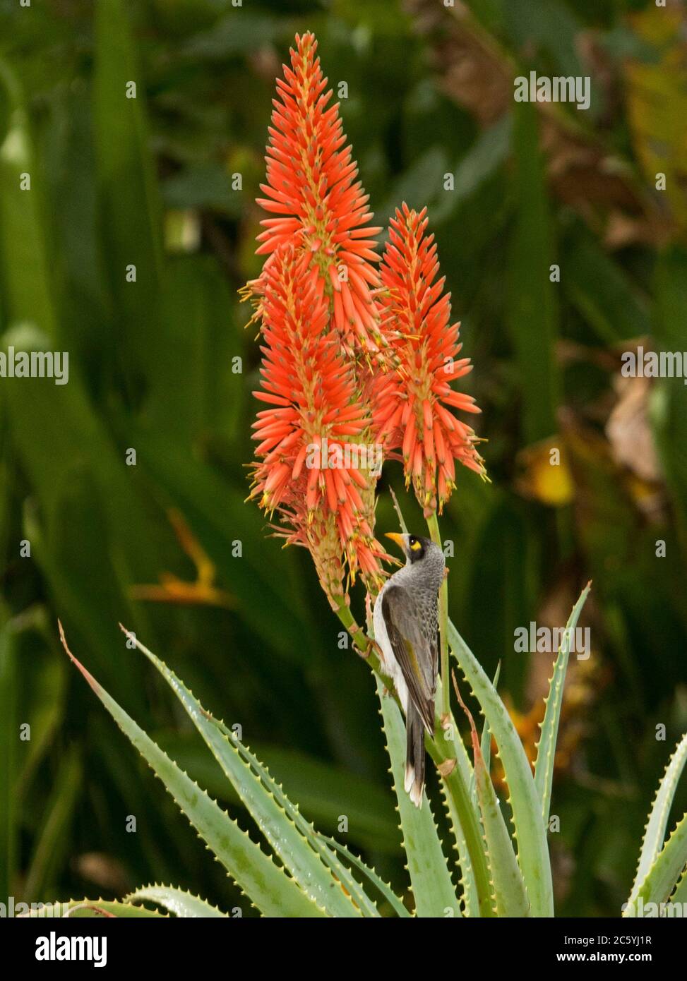 Bird honeyeater australia australian native wild wildlife hi-res stock ...