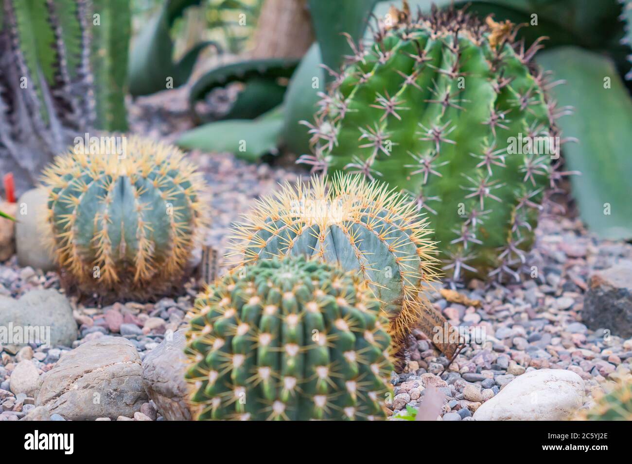 Stone shaped cactus hi-res stock photography and images - Alamy
