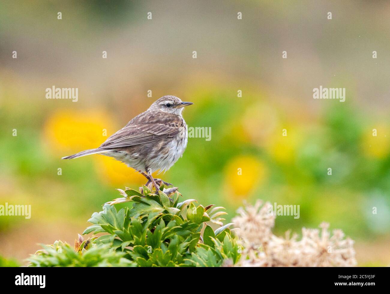 Auckland island pipit hi-res stock photography and images - Alamy