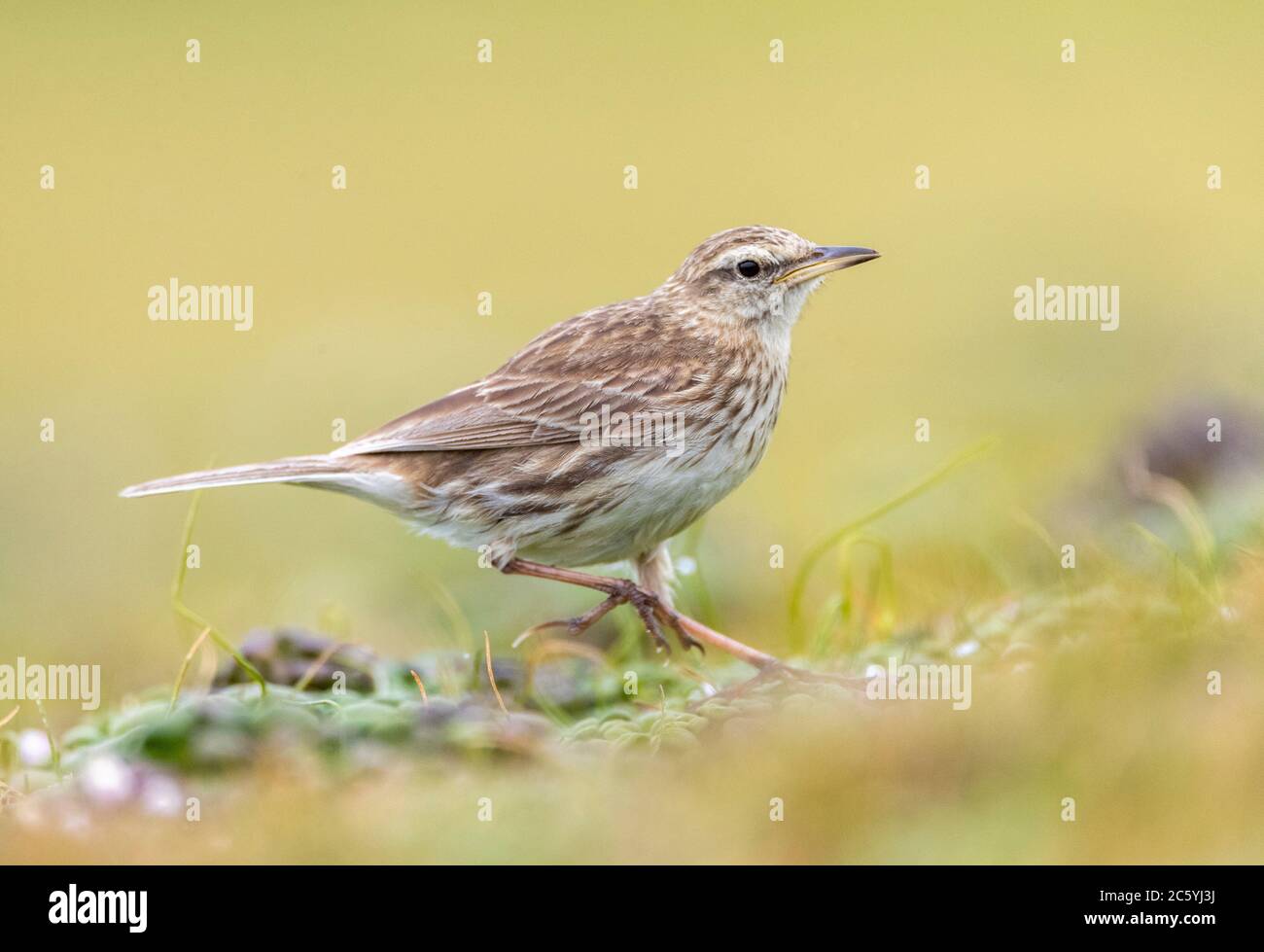 Auckland island pipit hi-res stock photography and images - Alamy