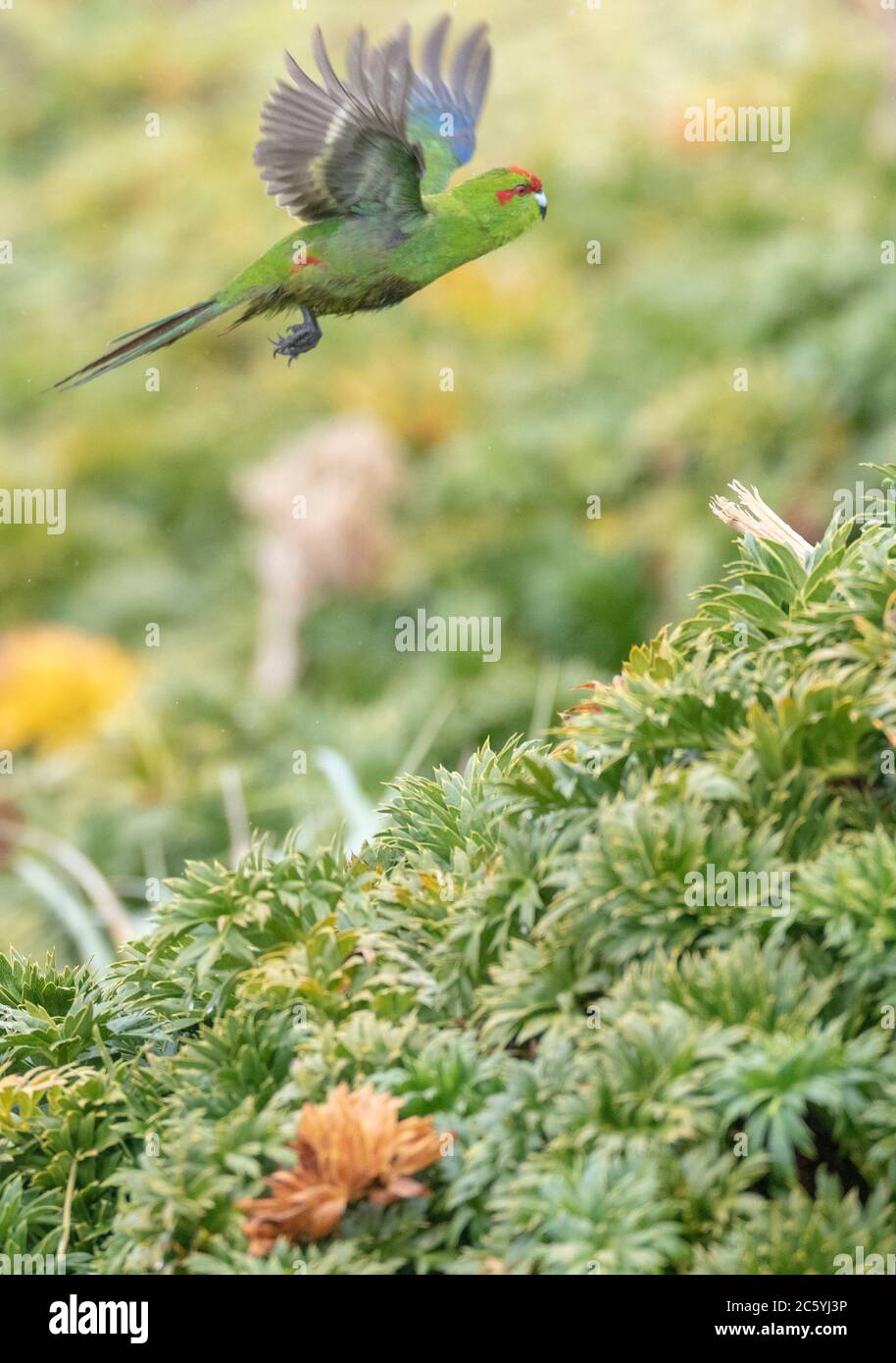 Auckland Islands Red-crowned Parakeet (Cyanoramphus novaezelandiae ...