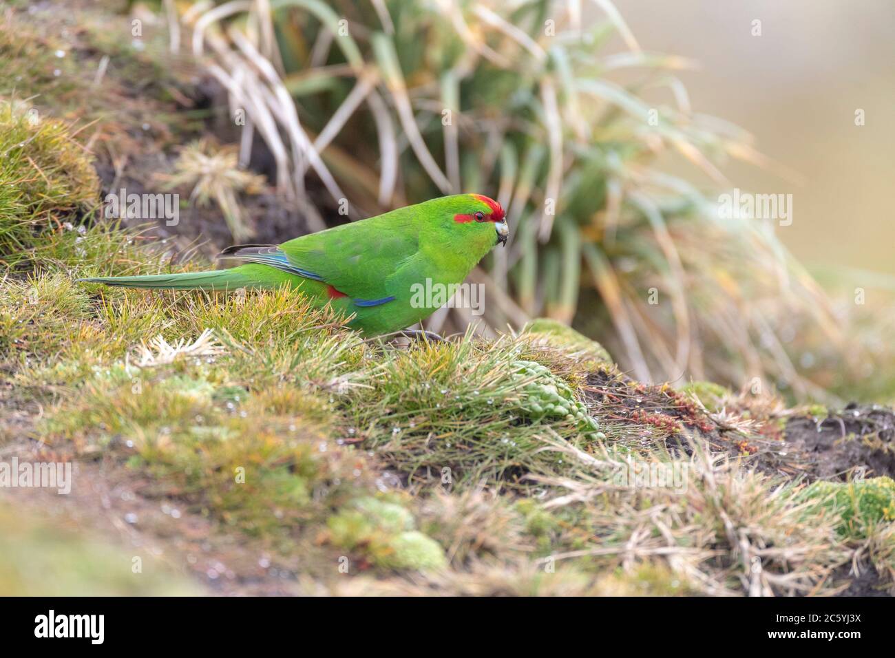 Auckland Islands Red-crowned Parakeet (Cyanoramphus novaezelandiae ...