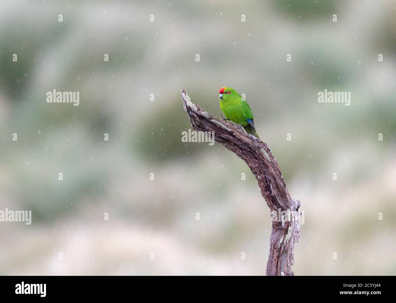 Auckland Islands Red-crowned Parakeet (Cyanoramphus novaezelandiae ...