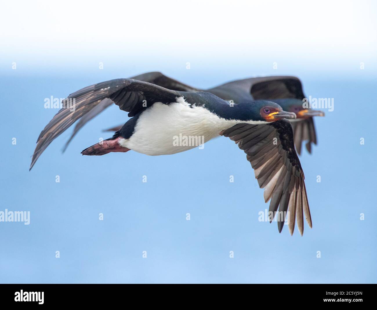 Two shags hi-res stock photography and images - Alamy