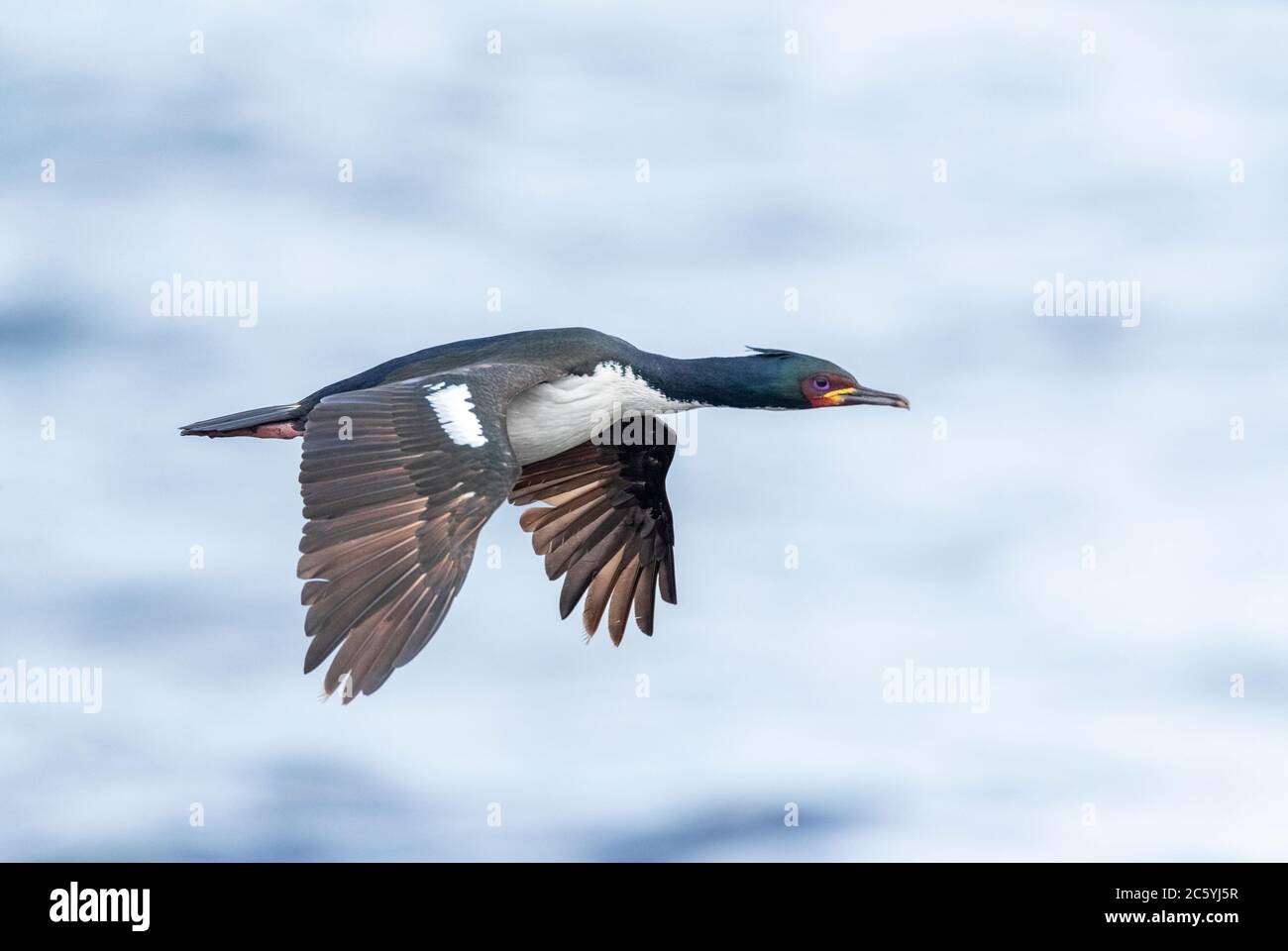 Adult Auckland Islands Shag (Leucocarbo colensoi) in flight along the ...