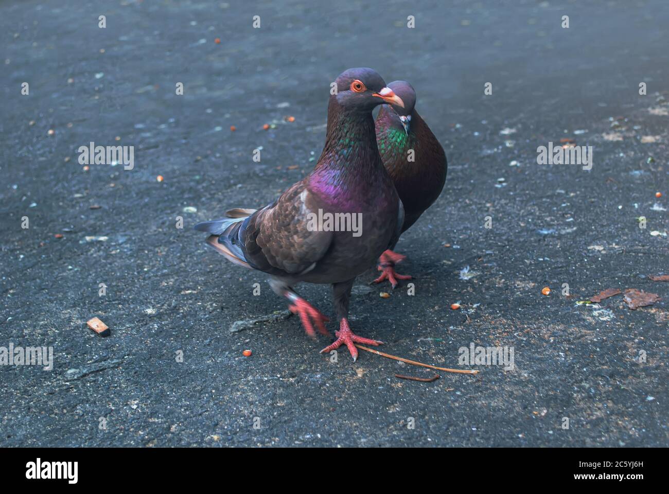 Pigeon on humans head hi-res stock photography and images - Alamy