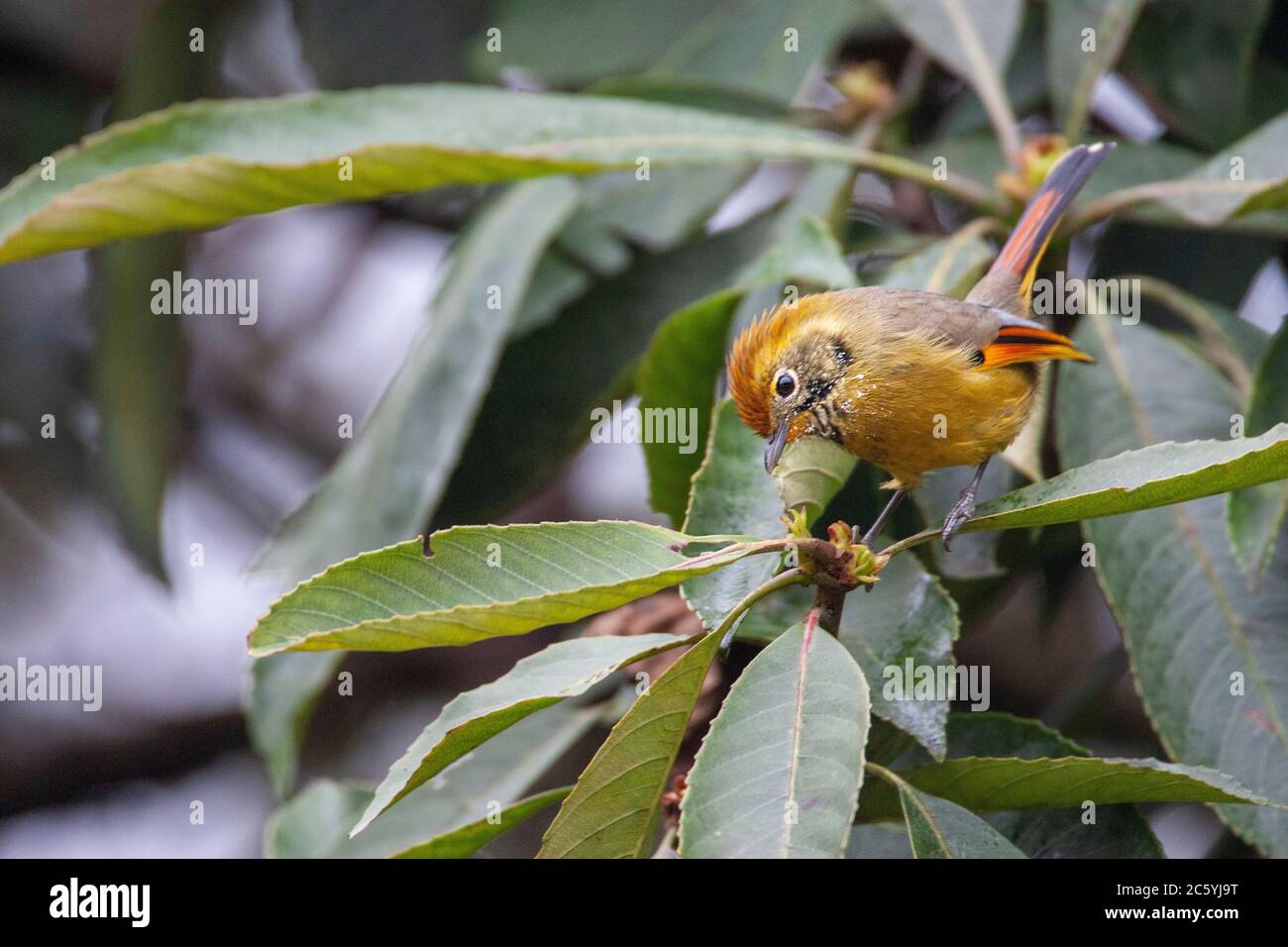 Bar-throated Minla (Actinodura strigula), also known as Chestnut-tailed ...
