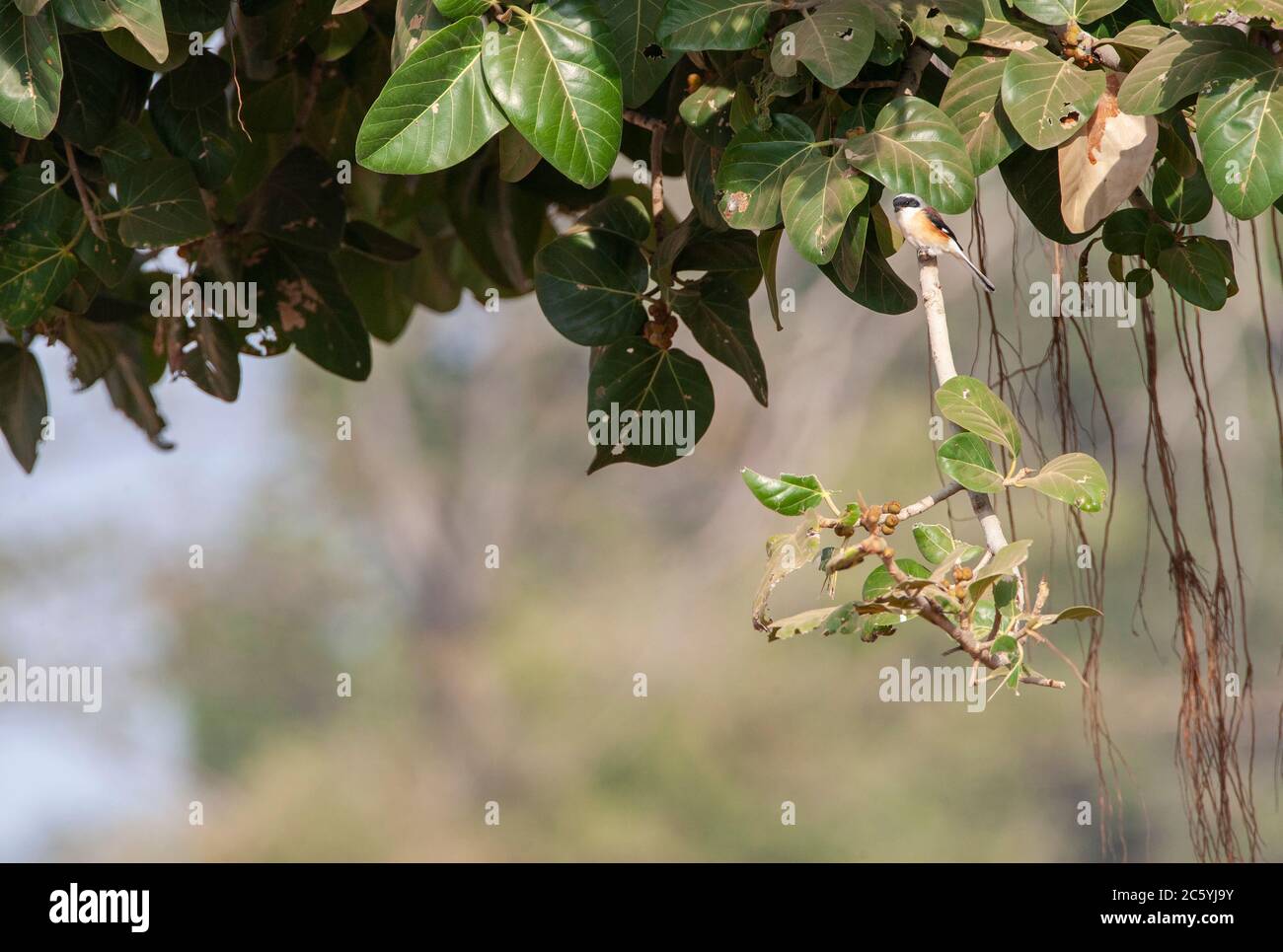 Branch sticking out hi-res stock photography and images - Alamy