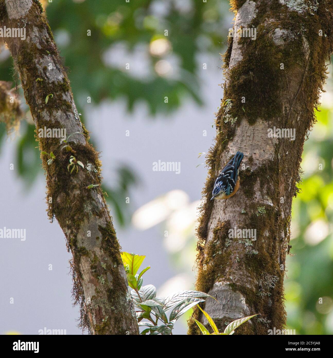 Beautiful Nuthatch (Sitta formosa) foraging on a moss covered tree in ...