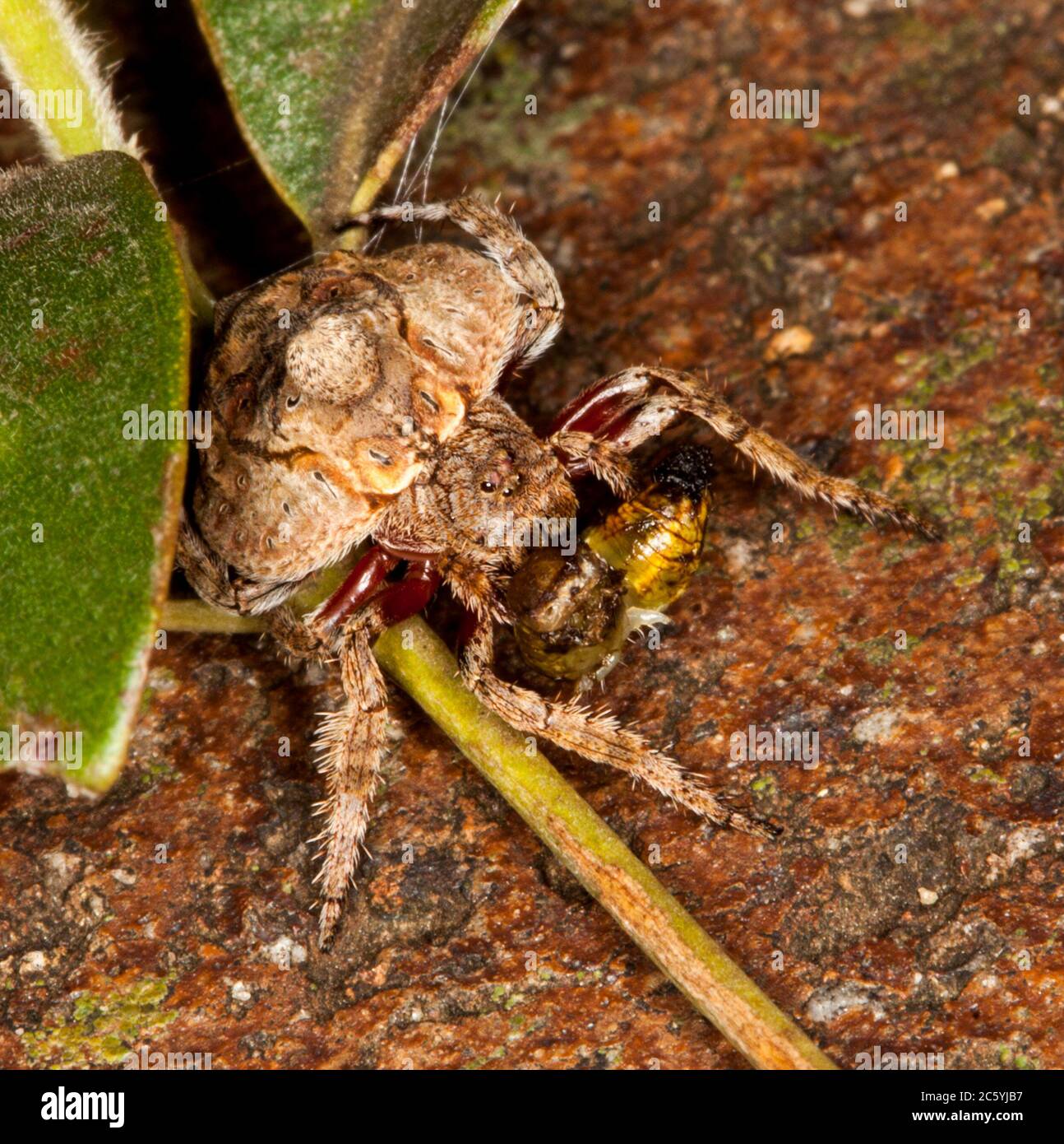 Unusual Wrap Around Spider, Dolophones species, with its prey, the ...