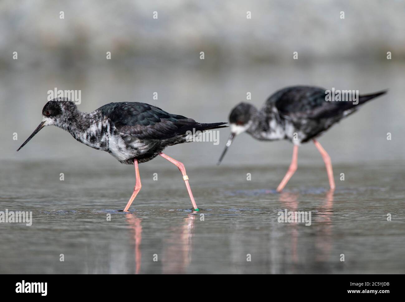 Two immature Black Stilts (Himantopus novaezelandiae) wading in river ...