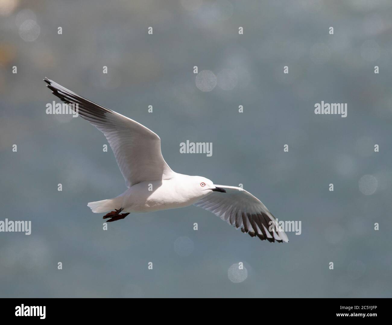 Adult Black-billed Gull (Chroicocephalus bulleri) in New Zealand. An ...