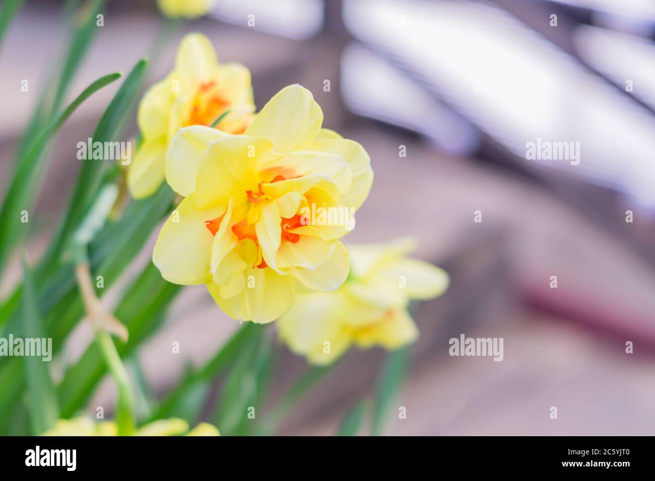 yellow narcissus flower Stock Photo - Alamy