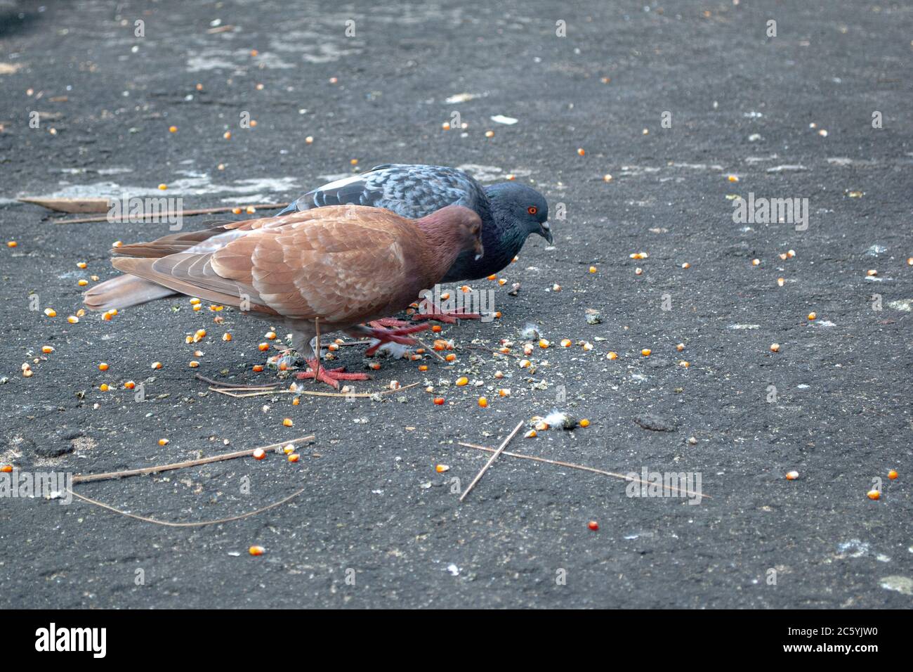 Pigeon on humans head hi-res stock photography and images - Alamy