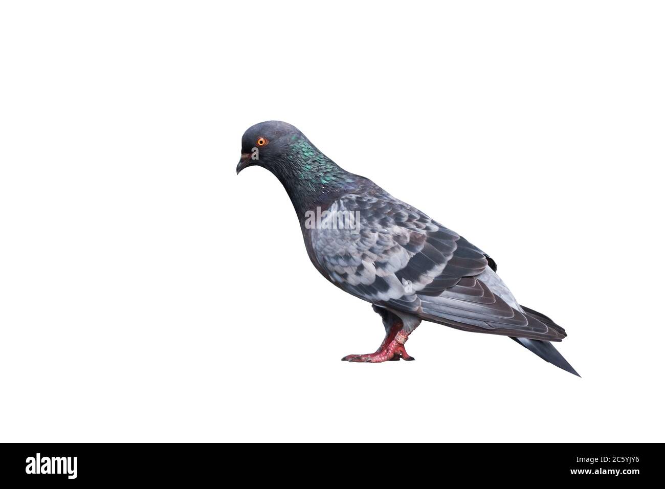 Fancy carrier pigeon Cut Out Stock Images & Pictures - Alamy