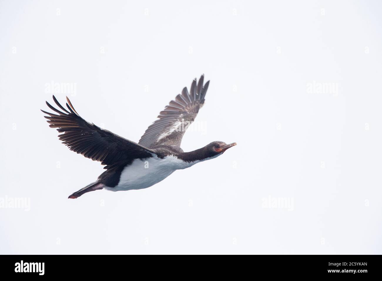 Adult Bounty Shag (Leucocarbo ranfurlyi), also known as the Bounty ...