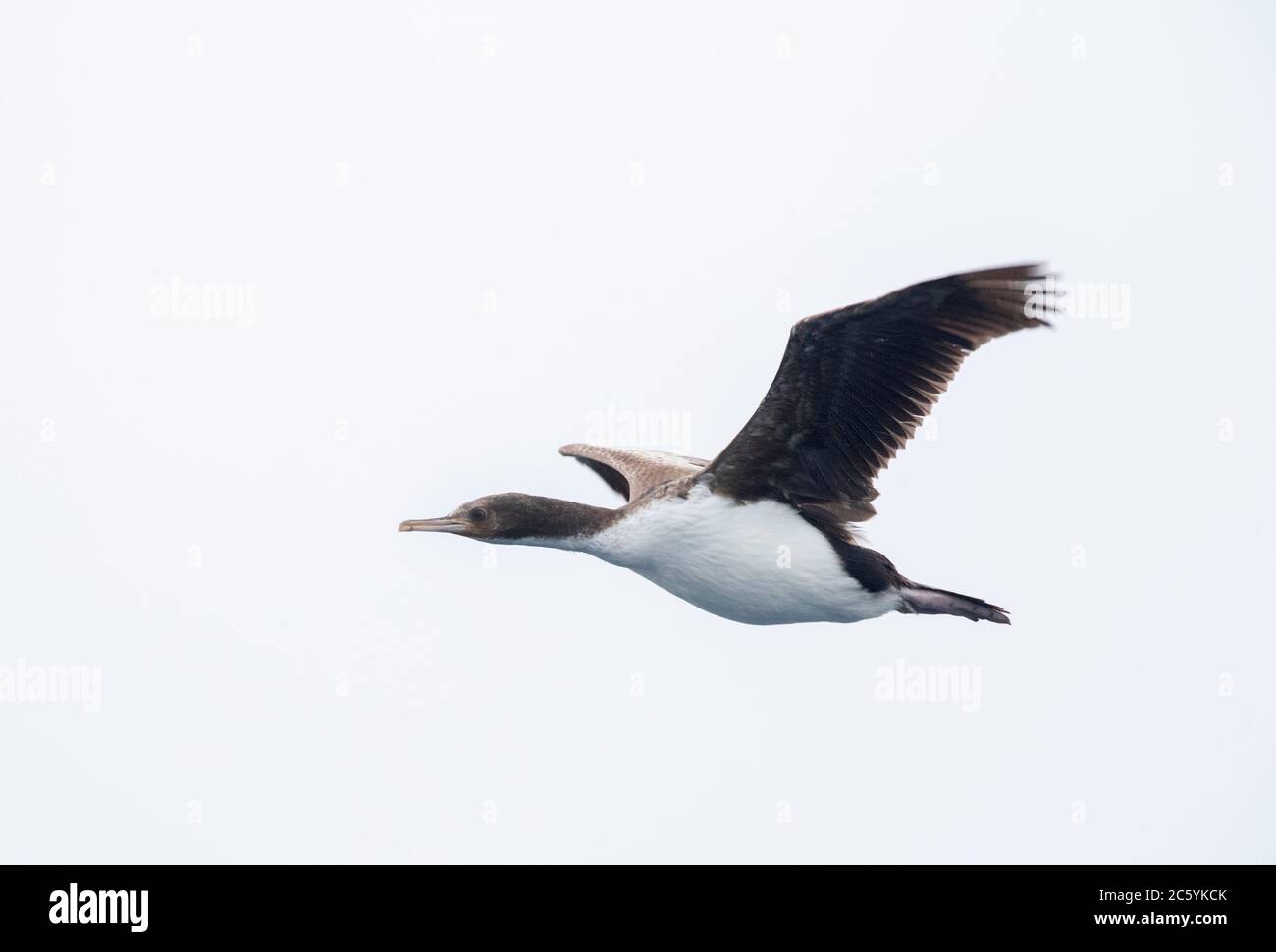 Immature Bounty Shag (Leucocarbo ranfurlyi), also known as the Bounty ...