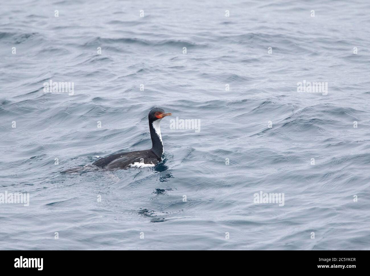 Bounty Shag (Leucocarbo ranfurlyi), also known as the Bounty Island ...