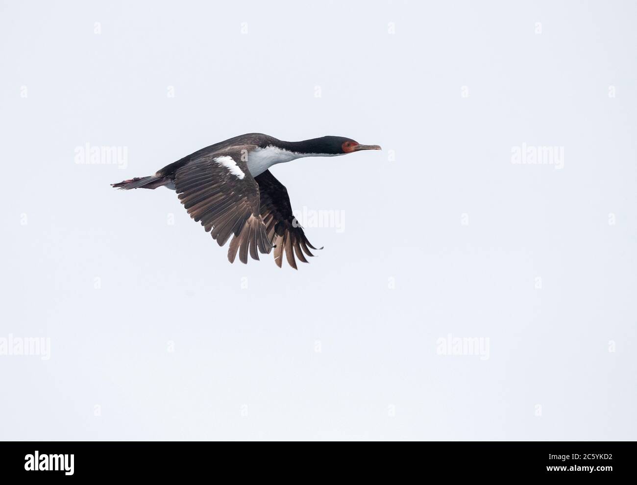 Bounty Shag (Leucocarbo ranfurlyi), also known as the Bounty Island ...