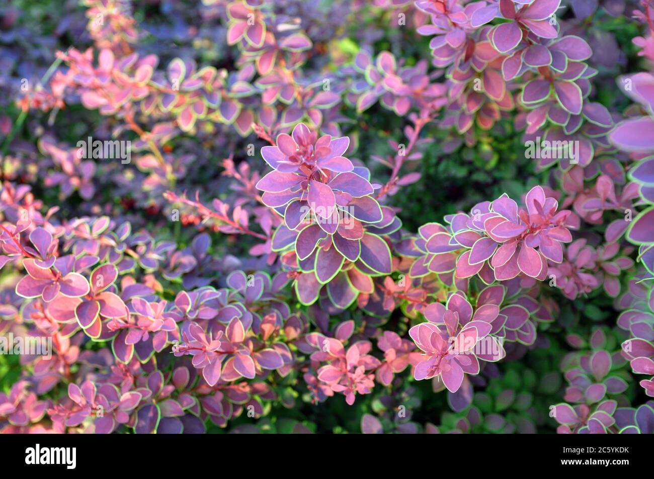 Purple background from the leaves of Japanese barberry barberry ...