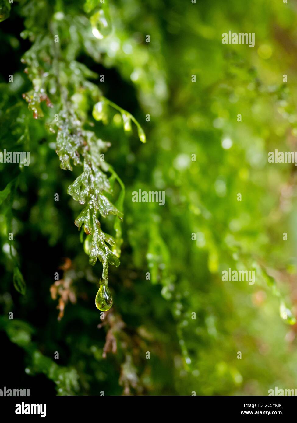 A water droplet clings to a fern in the moist rainforest at Tarra Bulga ...