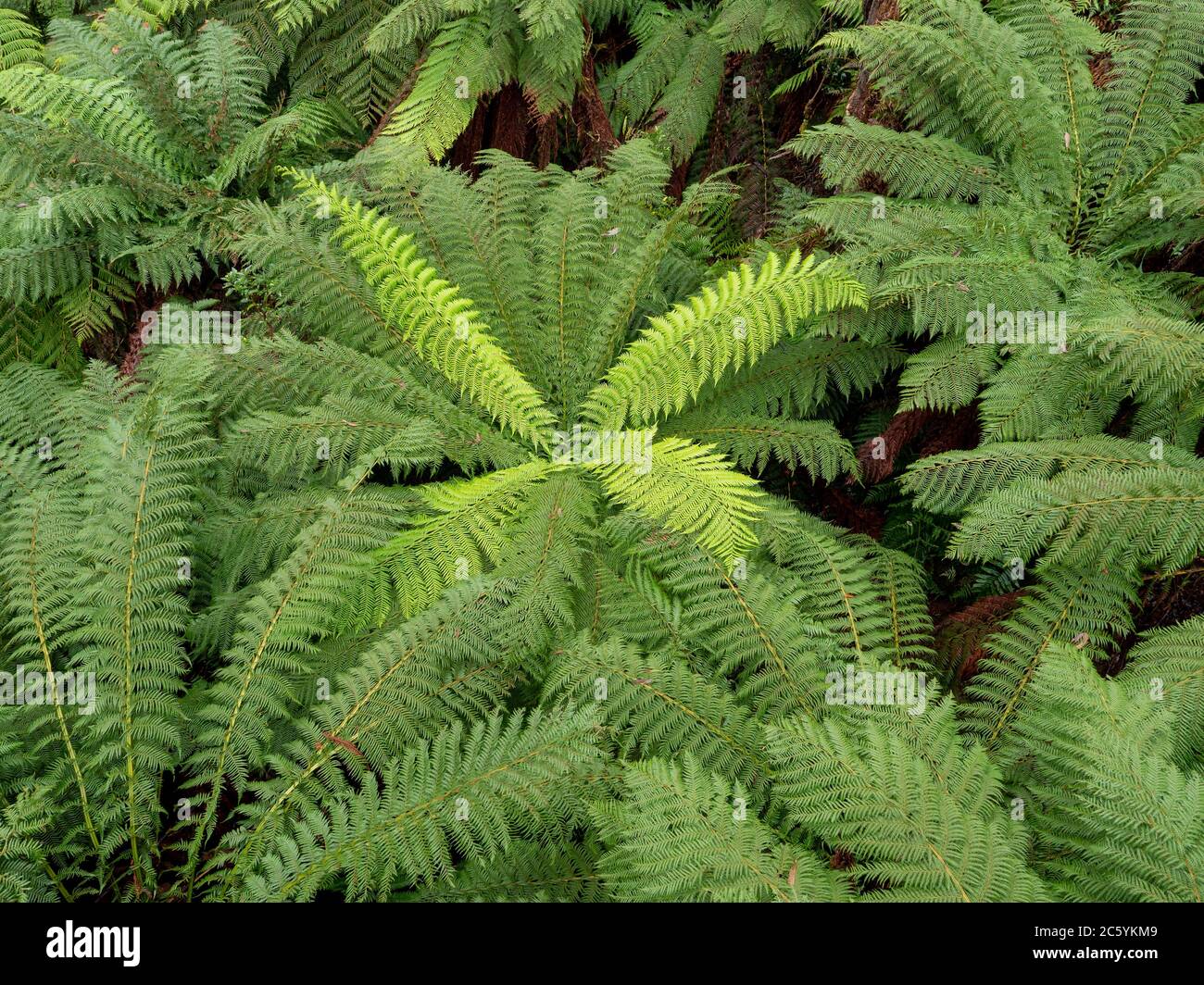 Ferns viewed from above. Tarra Bulga National Park, Victoria, Australia ...