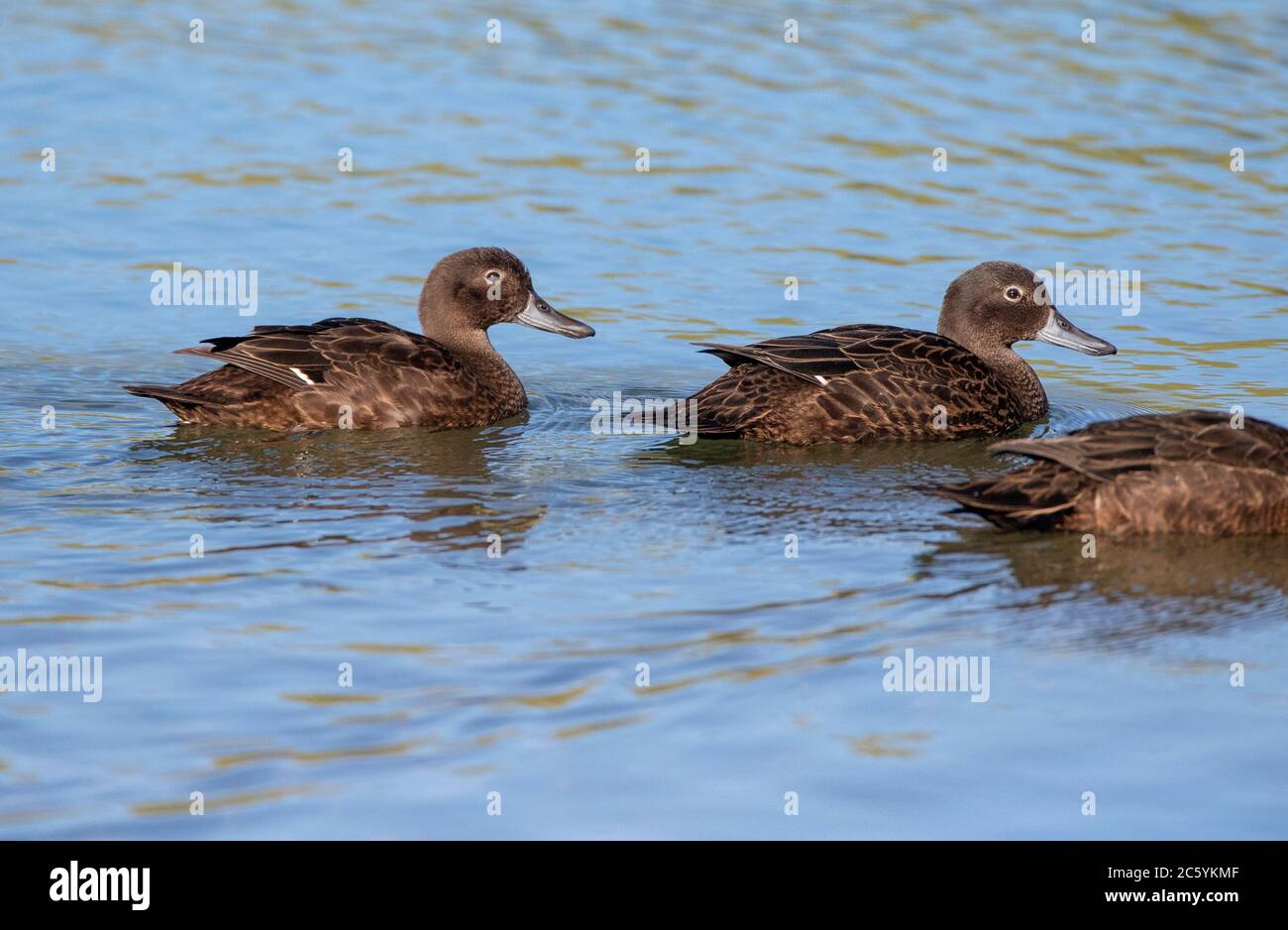 Three Brown Teals (Anas chlorotis) in a lake in the predator-proof ...