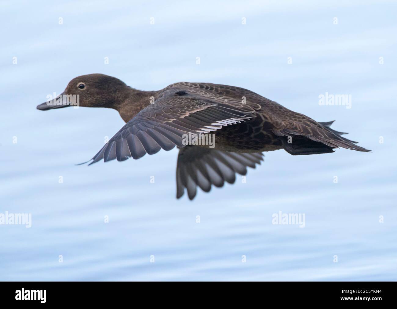 Adult Brown Teal (Anas chlorotis) flying over a lake in the predator ...
