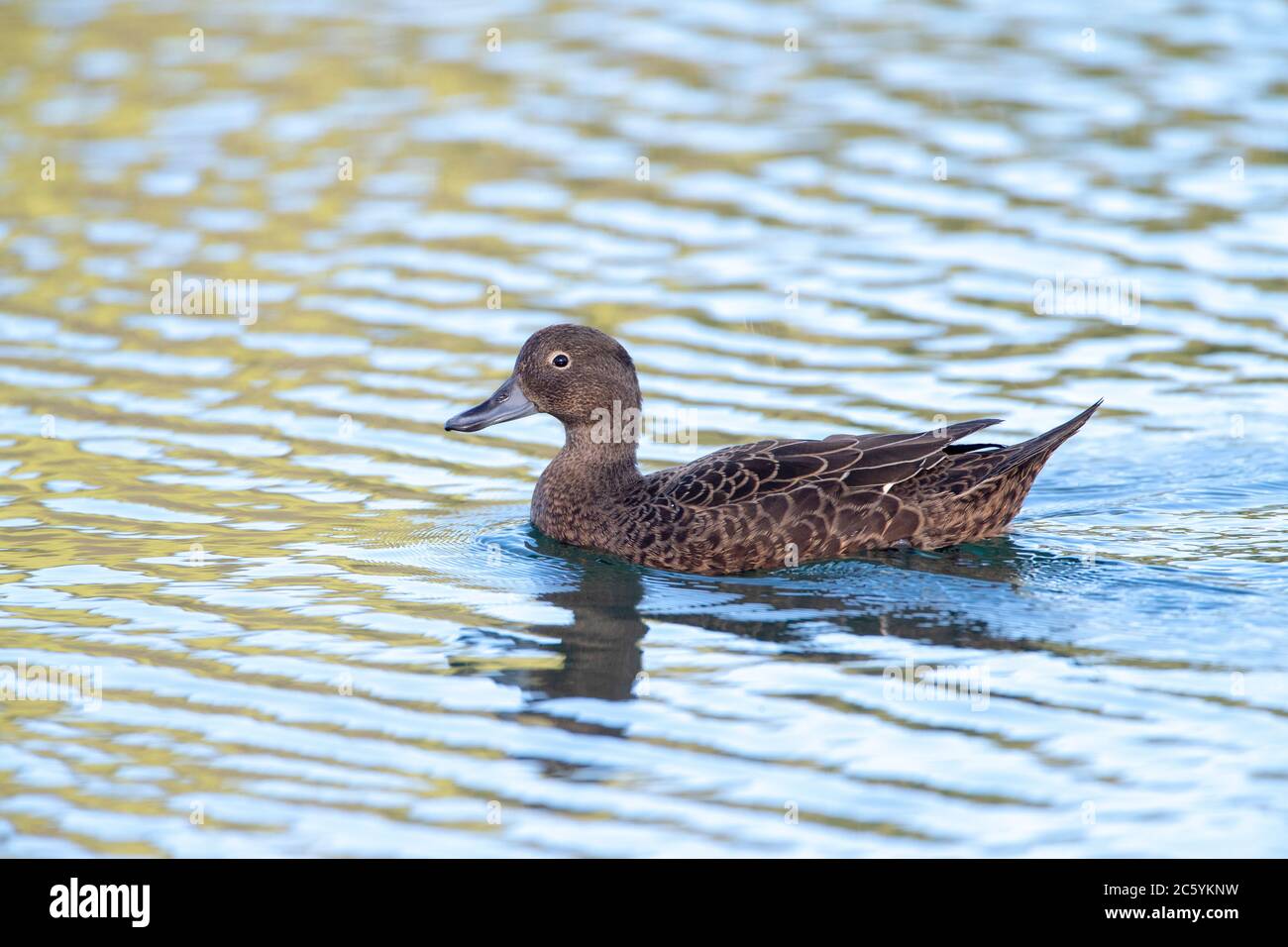 Adult Brown Teal (Anas chlorotis) swimming in a lake in predator-proof ...